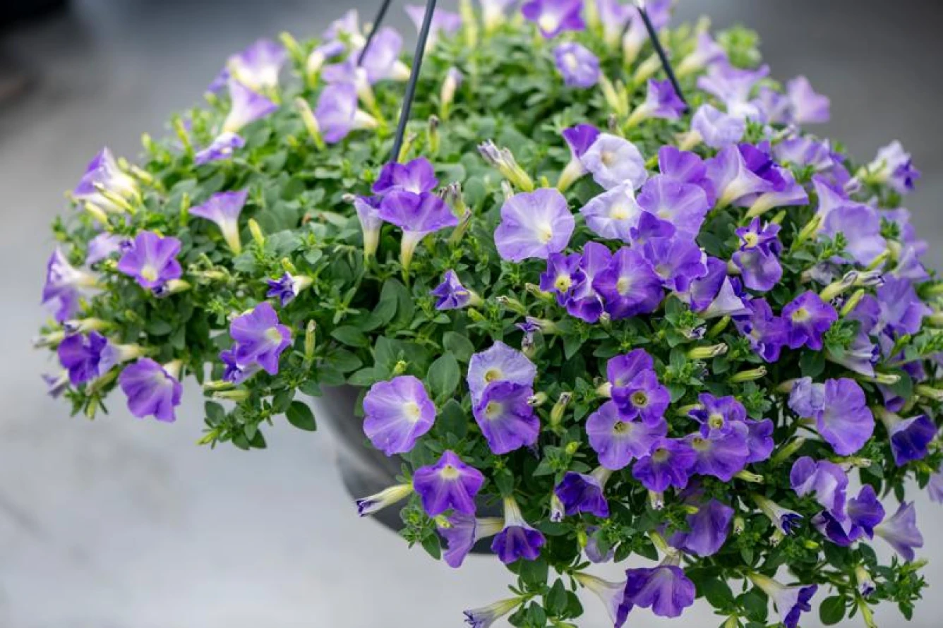 Comment aider votre jardin à survivre à la sécheresse ? | DCM