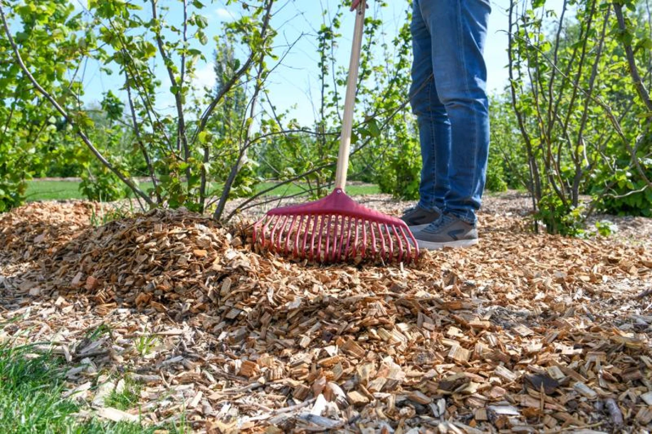 Comment aider votre jardin à survivre à la sécheresse ? | DCM