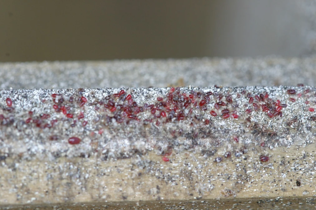 Bloedluizen in je kippenhok voorkomen en bestrijden | DCM