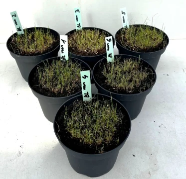 DCM HYDRO-GREEN®: bemesting én waterbeheer in één toepassing | DCM